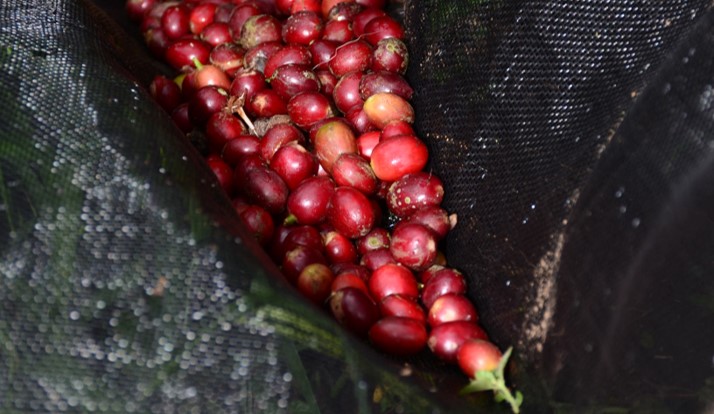 Lonas de café reducen costos en la recolección - Federación Nacional de ...