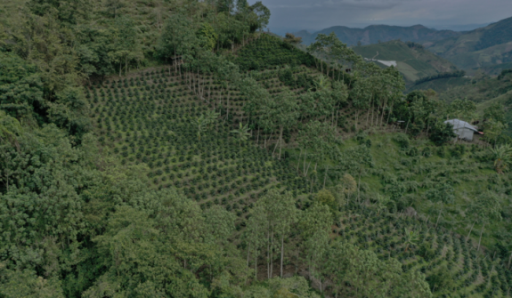 The FNC contributes first 240,000 trees to Colombia's national ...