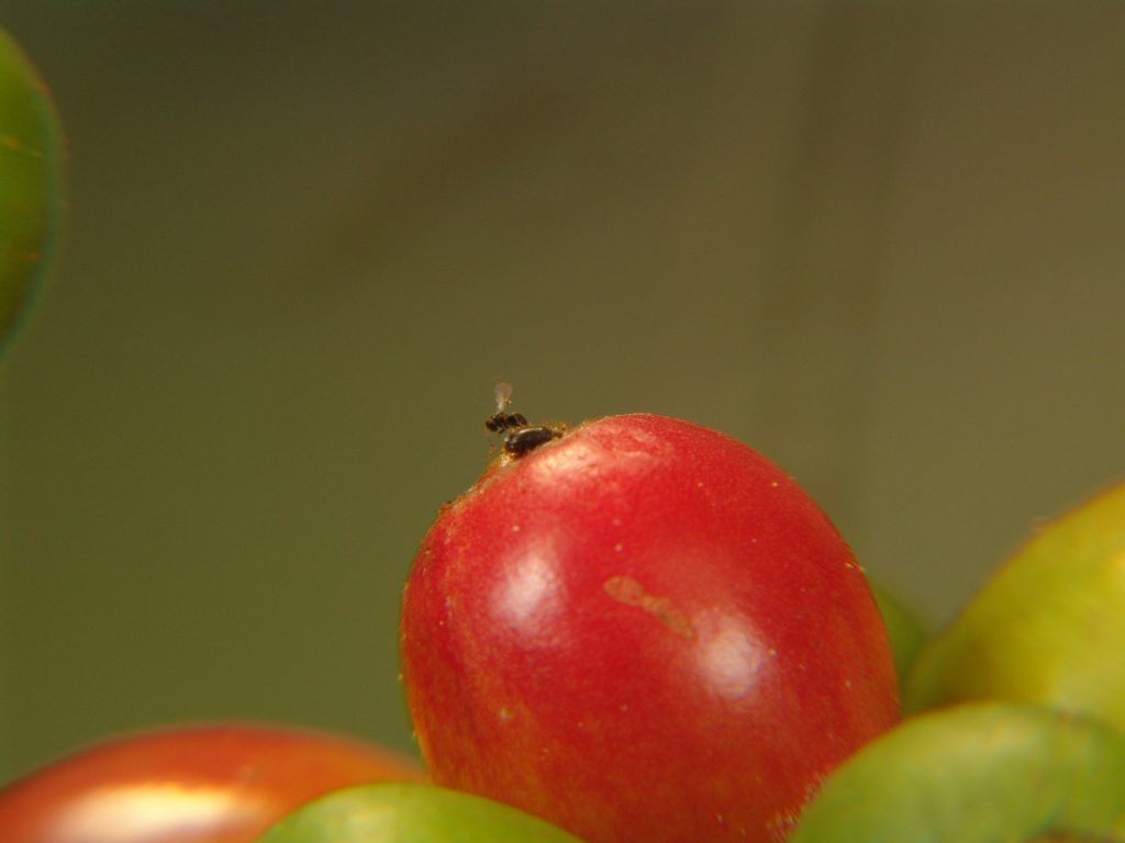 Manejo de broca del café durante el evento de El Niño